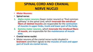 somatomotor system.pptx