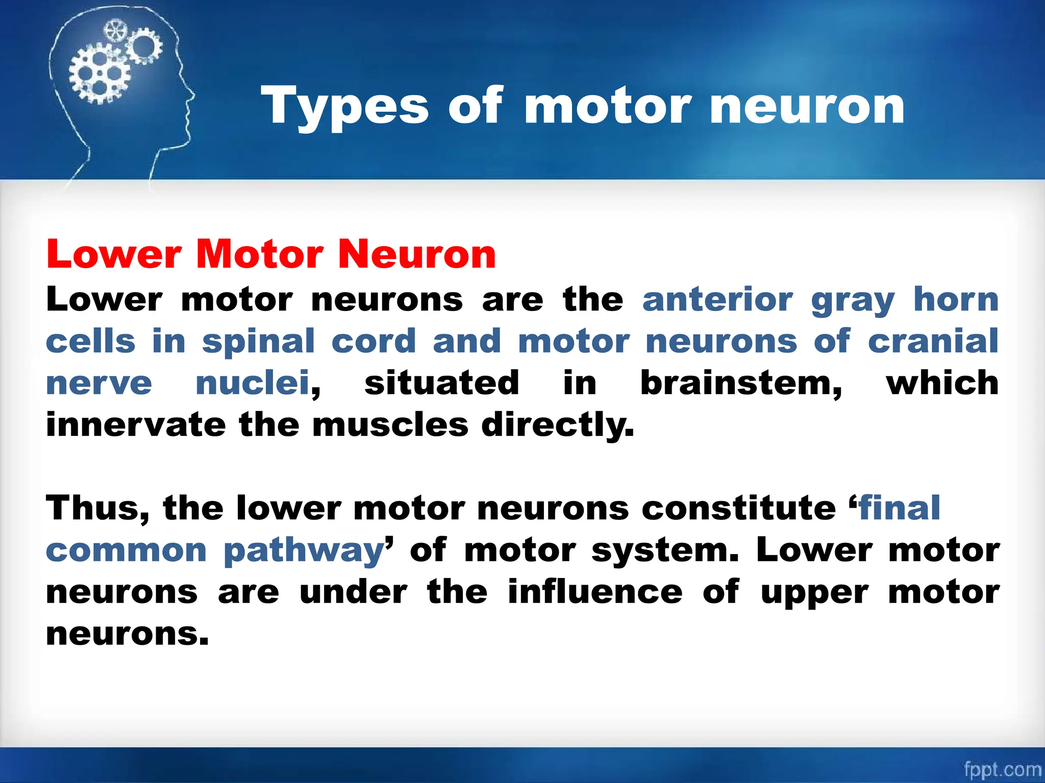 SOMATOMOTOR SYSTEM, TYPES OF MOTOR NEURON & DESCENDING TRACTS.pptx