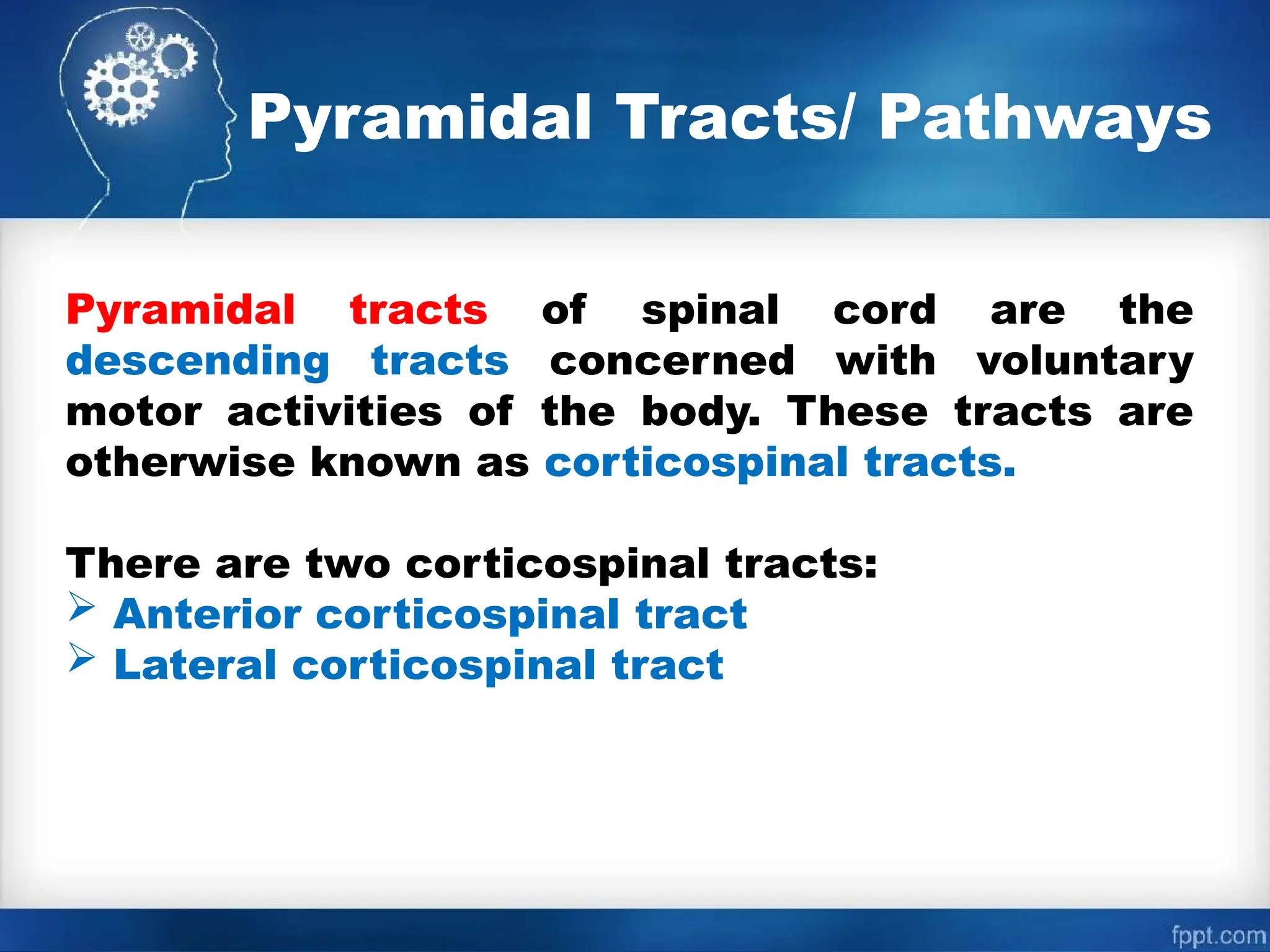 SOMATOMOTOR SYSTEM, TYPES OF MOTOR NEURON & DESCENDING TRACTS.pptx