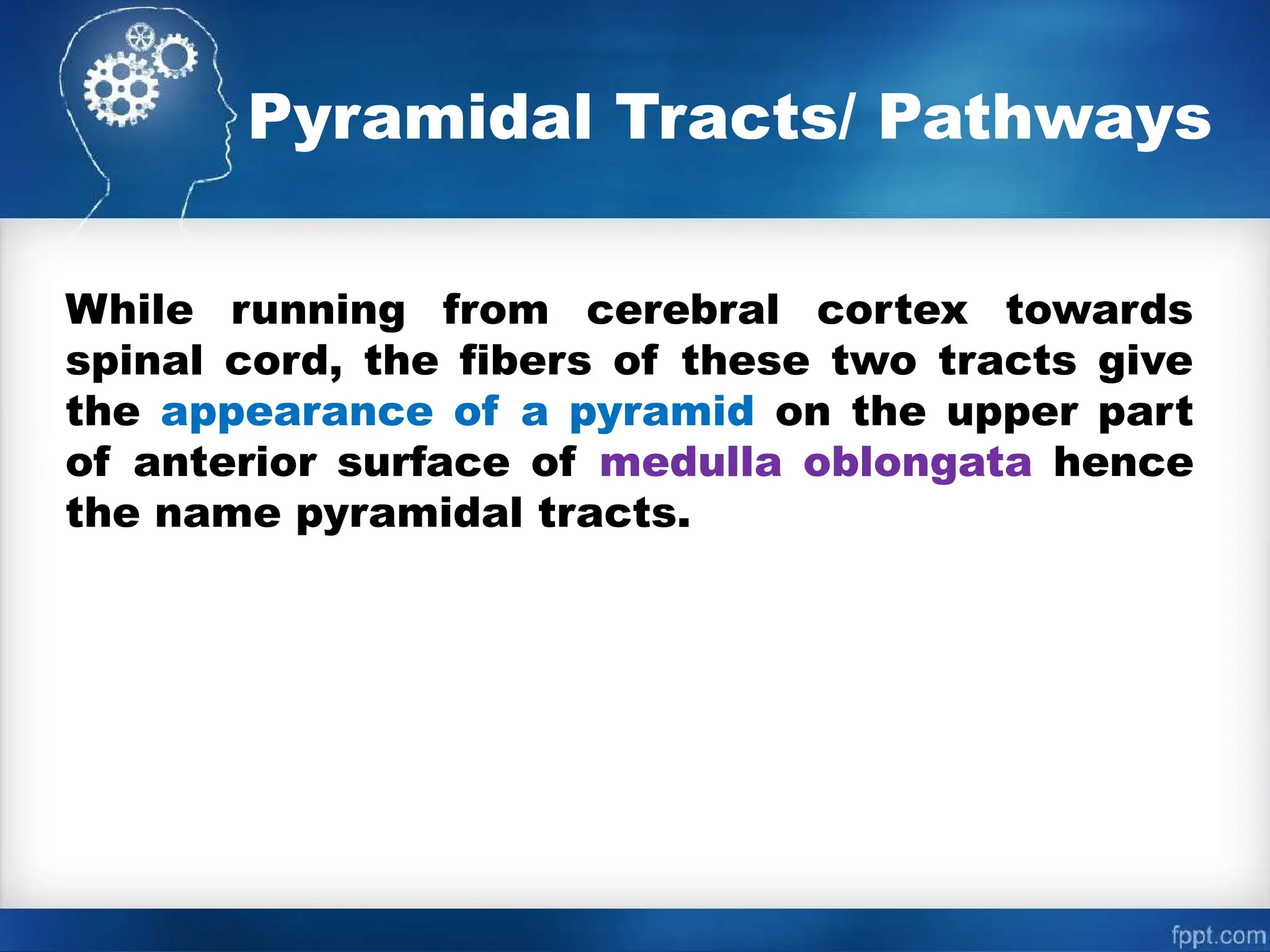 SOMATOMOTOR SYSTEM, TYPES OF MOTOR NEURON & DESCENDING TRACTS.pptx