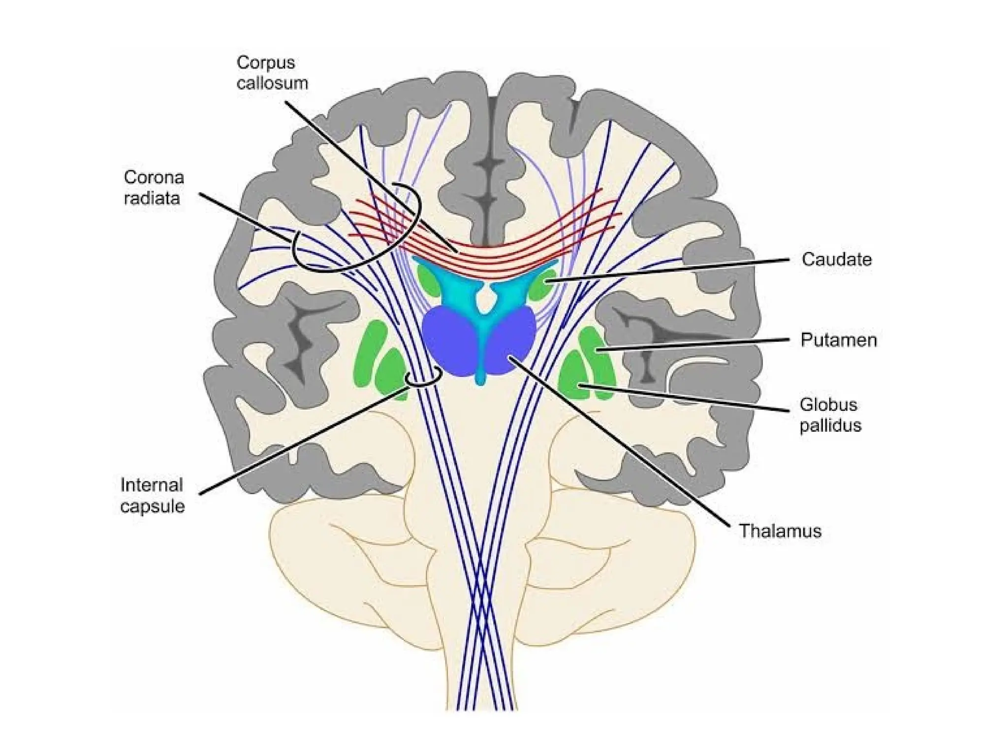 SOMATOMOTOR SYSTEM, TYPES OF MOTOR NEURON & DESCENDING TRACTS.pptx