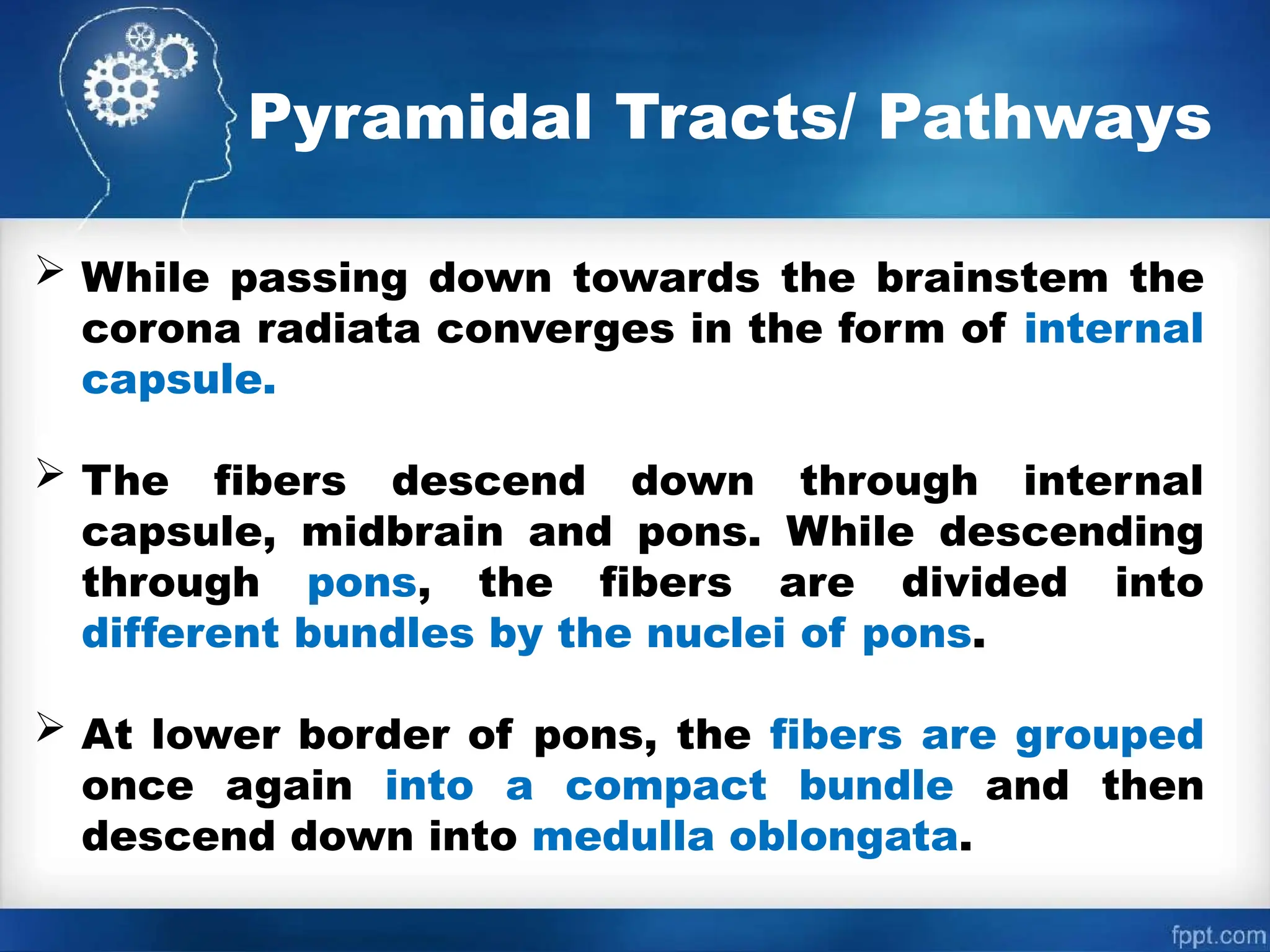 SOMATOMOTOR SYSTEM, TYPES OF MOTOR NEURON & DESCENDING TRACTS.pptx