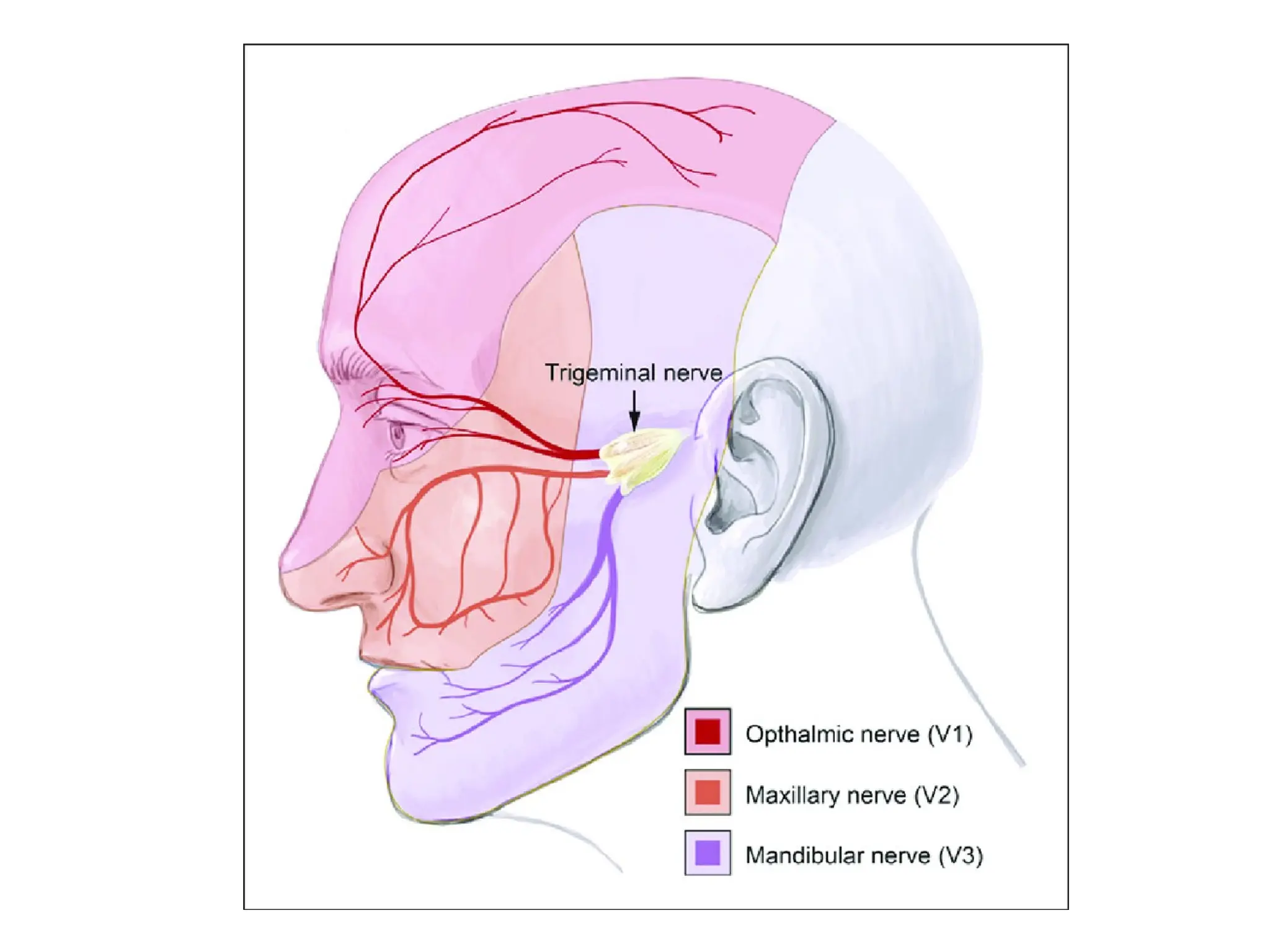 SOMATOMOTOR SYSTEM, TYPES OF MOTOR NEURON & DESCENDING TRACTS.pptx