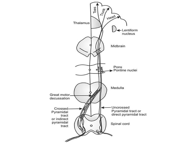 SOMATOMOTOR SYSTEM, TYPES OF MOTOR NEURON & DESCENDING TRACTS.pptx