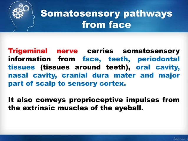 SOMATOMOTOR SYSTEM, TYPES OF MOTOR NEURON & DESCENDING TRACTS.pptx