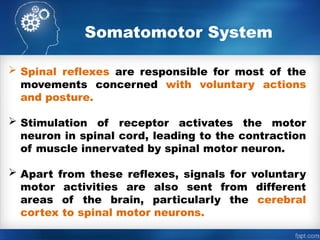 SOMATOMOTOR SYSTEM, TYPES OF MOTOR NEURON & DESCENDING TRACTS.pptx