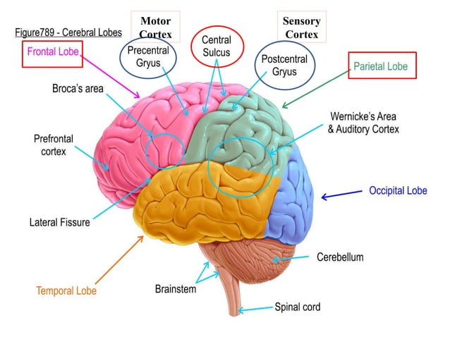 SOMATOMOTOR SYSTEM, TYPES OF MOTOR NEURON & DESCENDING TRACTS.pptx