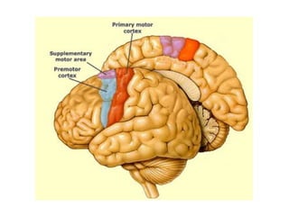 SOMATOMOTOR SYSTEM, TYPES OF MOTOR NEURON & DESCENDING TRACTS.pptx