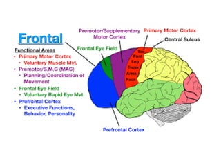SOMATOMOTOR SYSTEM, TYPES OF MOTOR NEURON & DESCENDING TRACTS.pptx