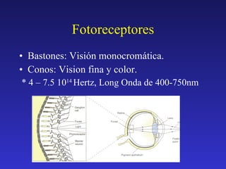 Somatosensorial | PPT