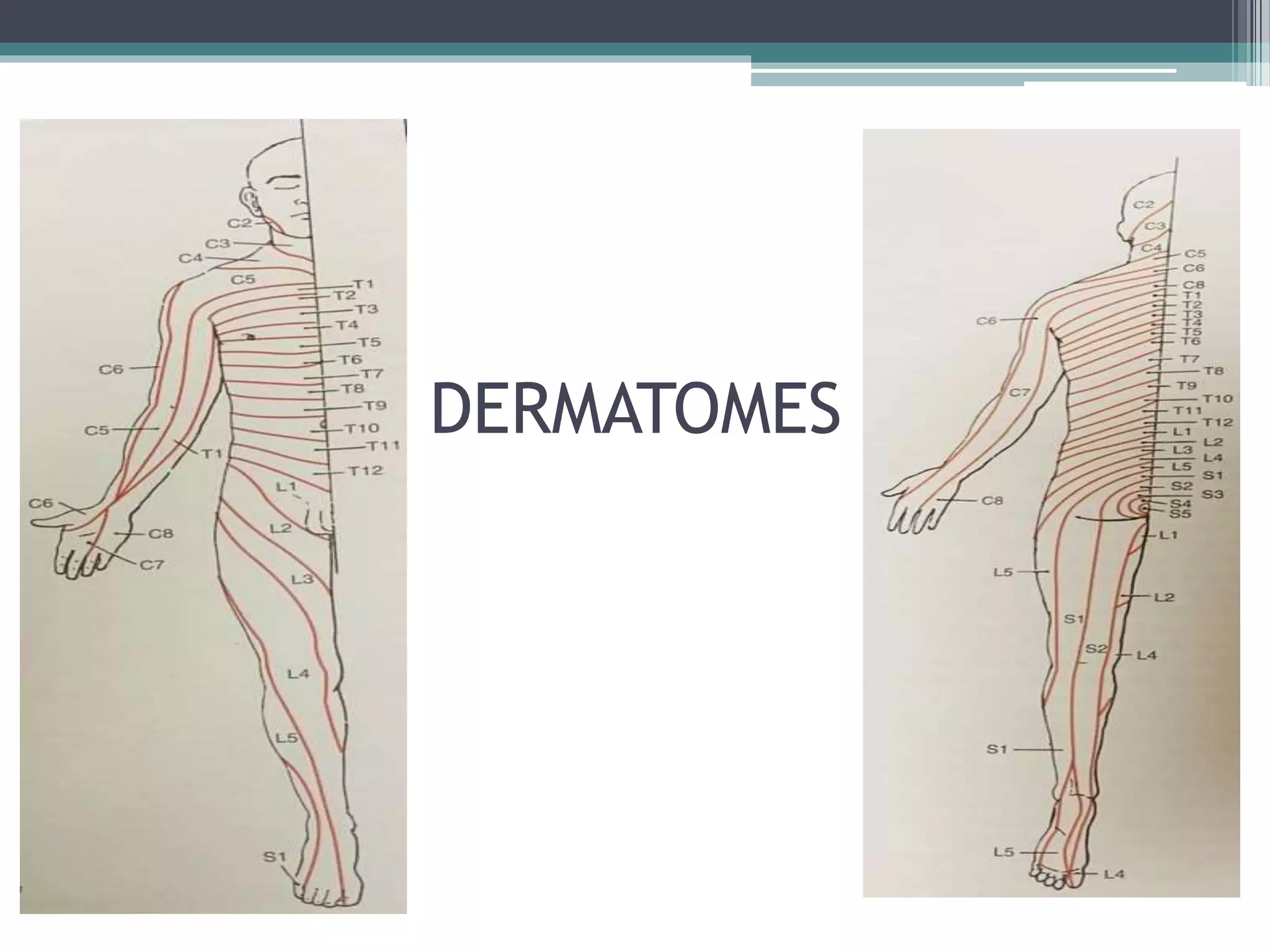 SOMATO SENSORY EXAMINATION-1.pptx