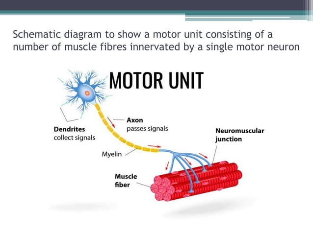 SOMATO SENSORY EXAMINATION-1.pptx | First Aid | Injuries