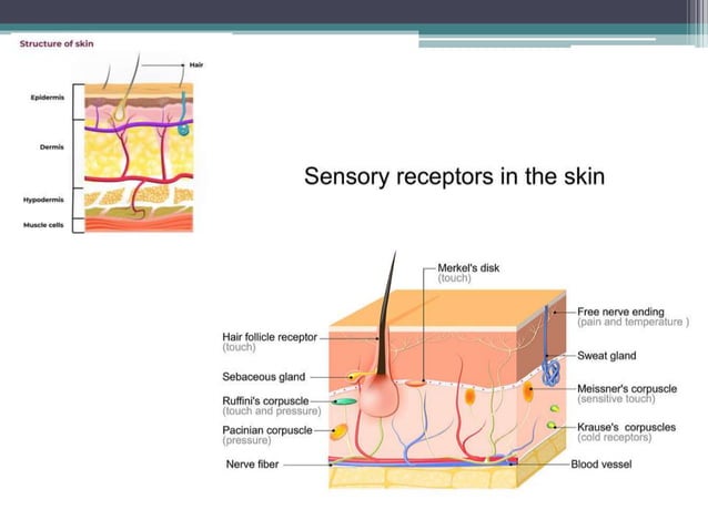 SOMATO SENSORY EXAMINATION-1.pptx | First Aid | Injuries