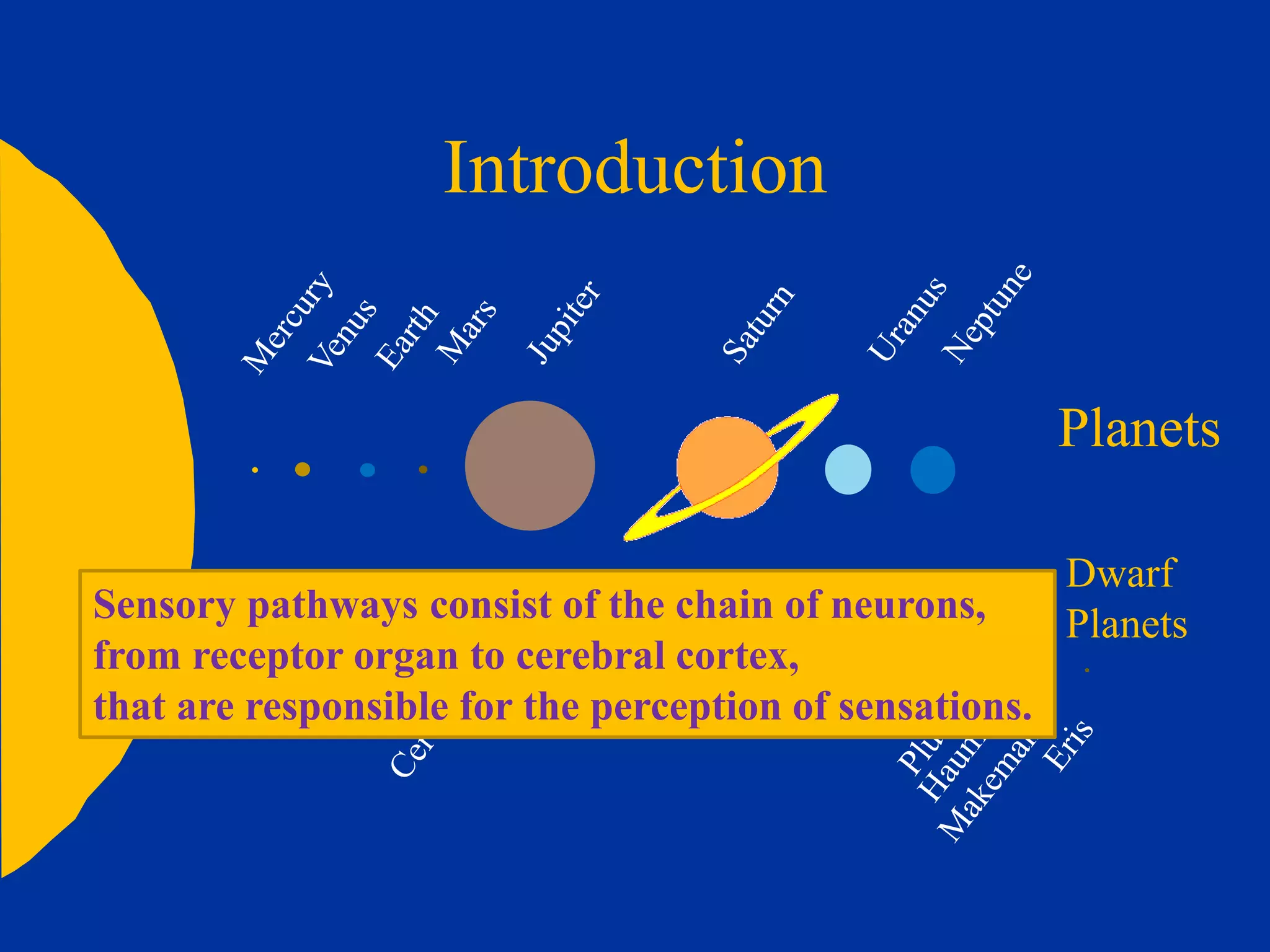 Somatosensory pathway | PPSX