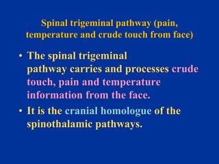 Somatosensory pathway | PPSX | Brain and Nervous System Disorders ...