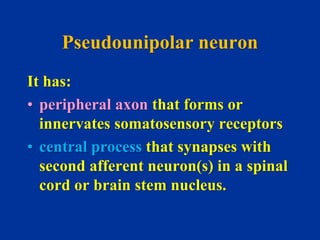 Somatosensory pathway | PPSX