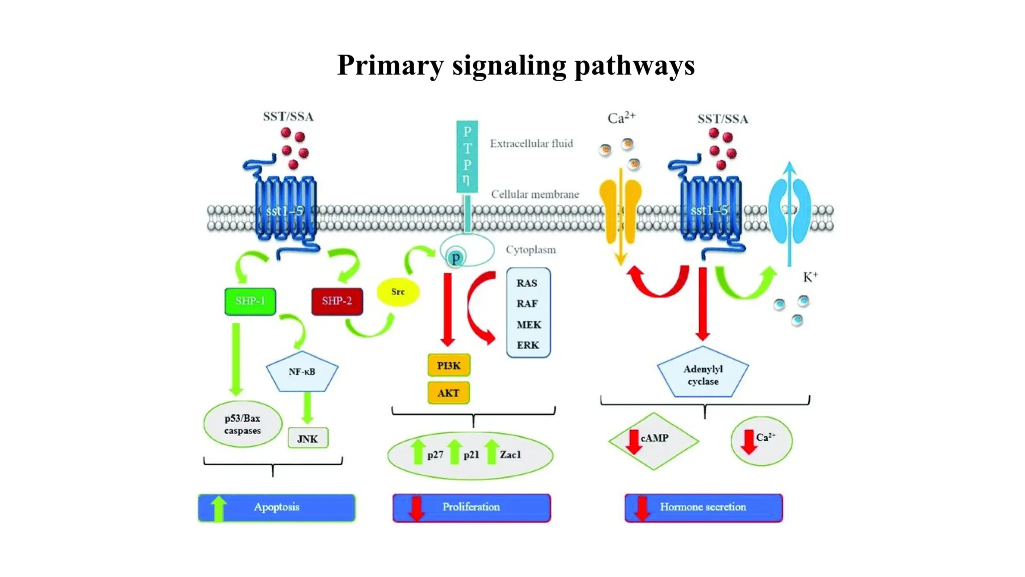 Somatostain Hormone signalling pathways and receptors | PPTX
