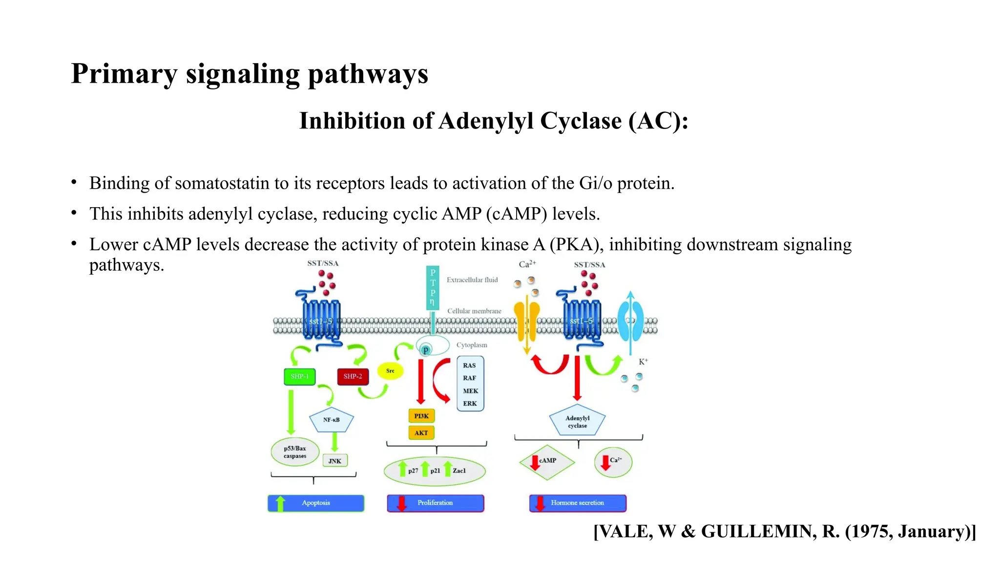Somatostain Hormone signalling pathways and receptors | PPTX