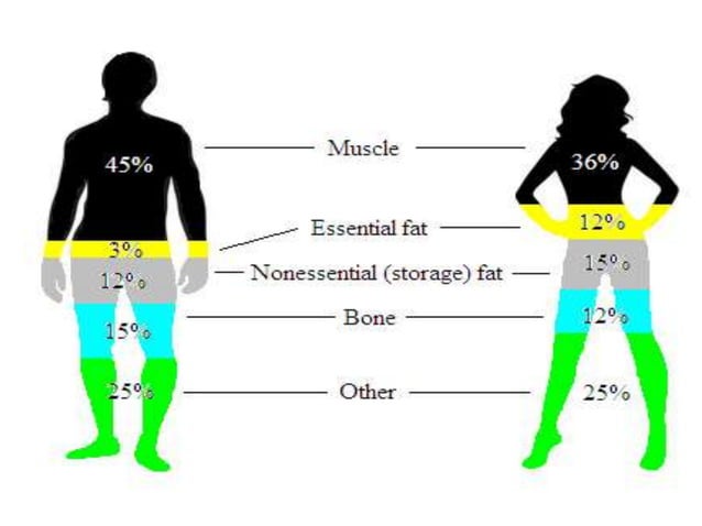 Somatotyping | PPTX