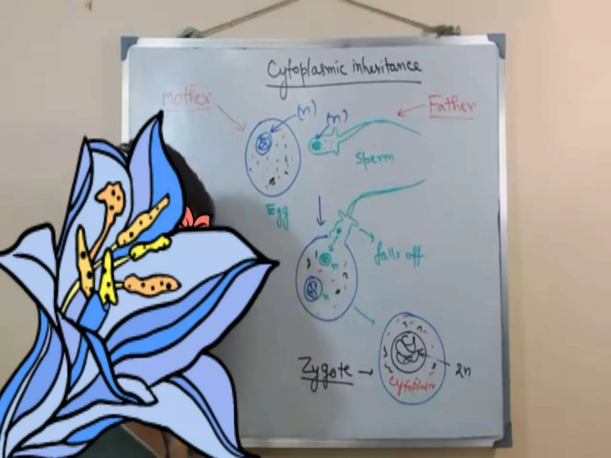CYTOPLAMICS INHERITANCE | PPT