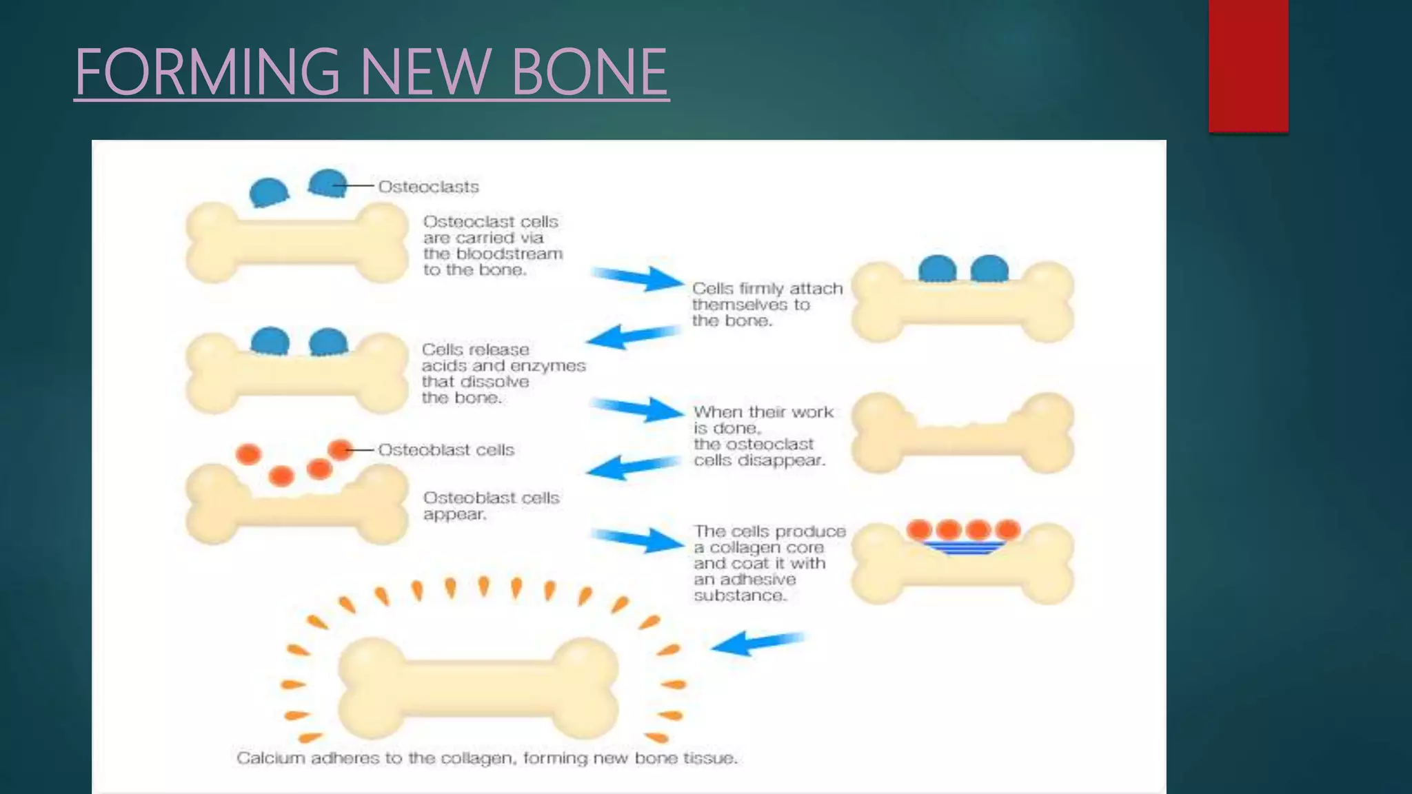 bone tissue engineering | PPTX