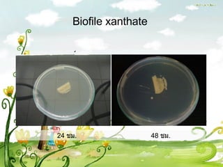 Some Properties Of Cotton Chitosan And Chitosan Xanthate | PPT