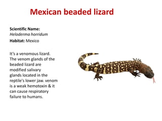 Some amazing lizards | PPT