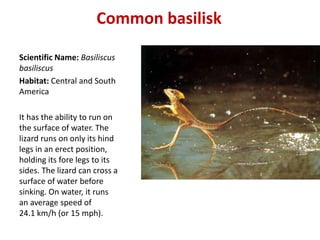 Some amazing lizards | PPT