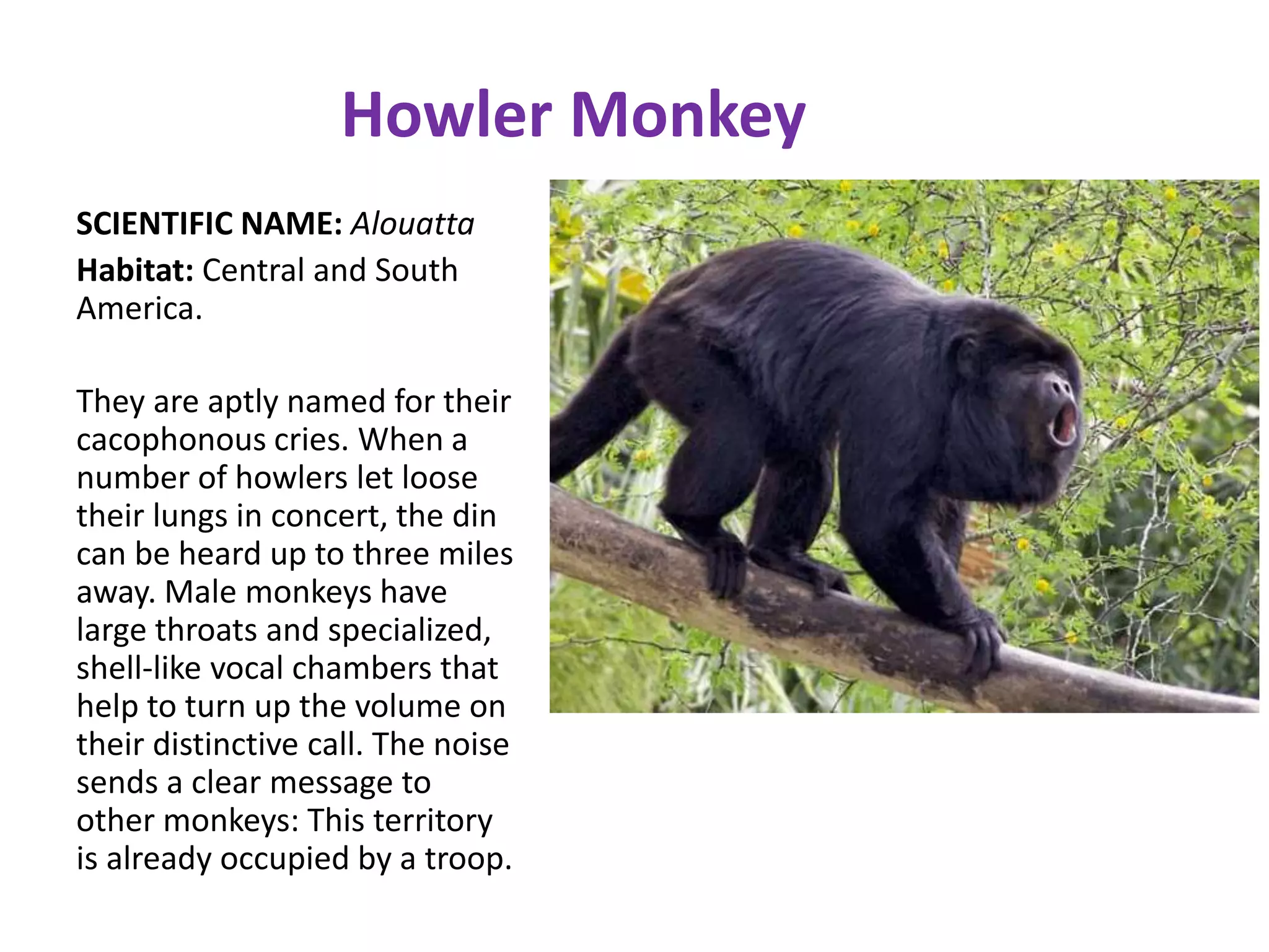 Some amazing primates | PPT
