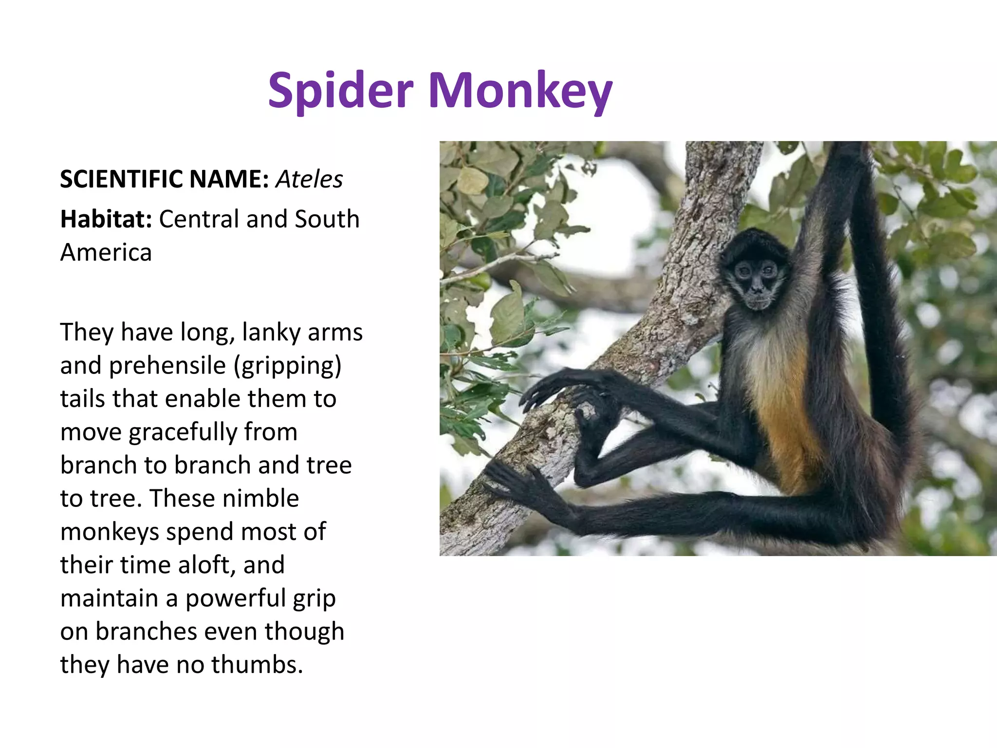 Some amazing primates | PPT