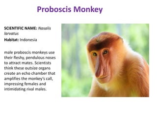Some amazing primates | PPT