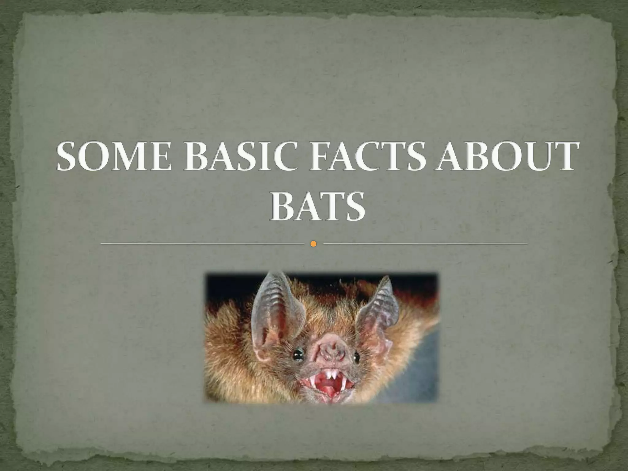 Some basic facts about bats | PPT