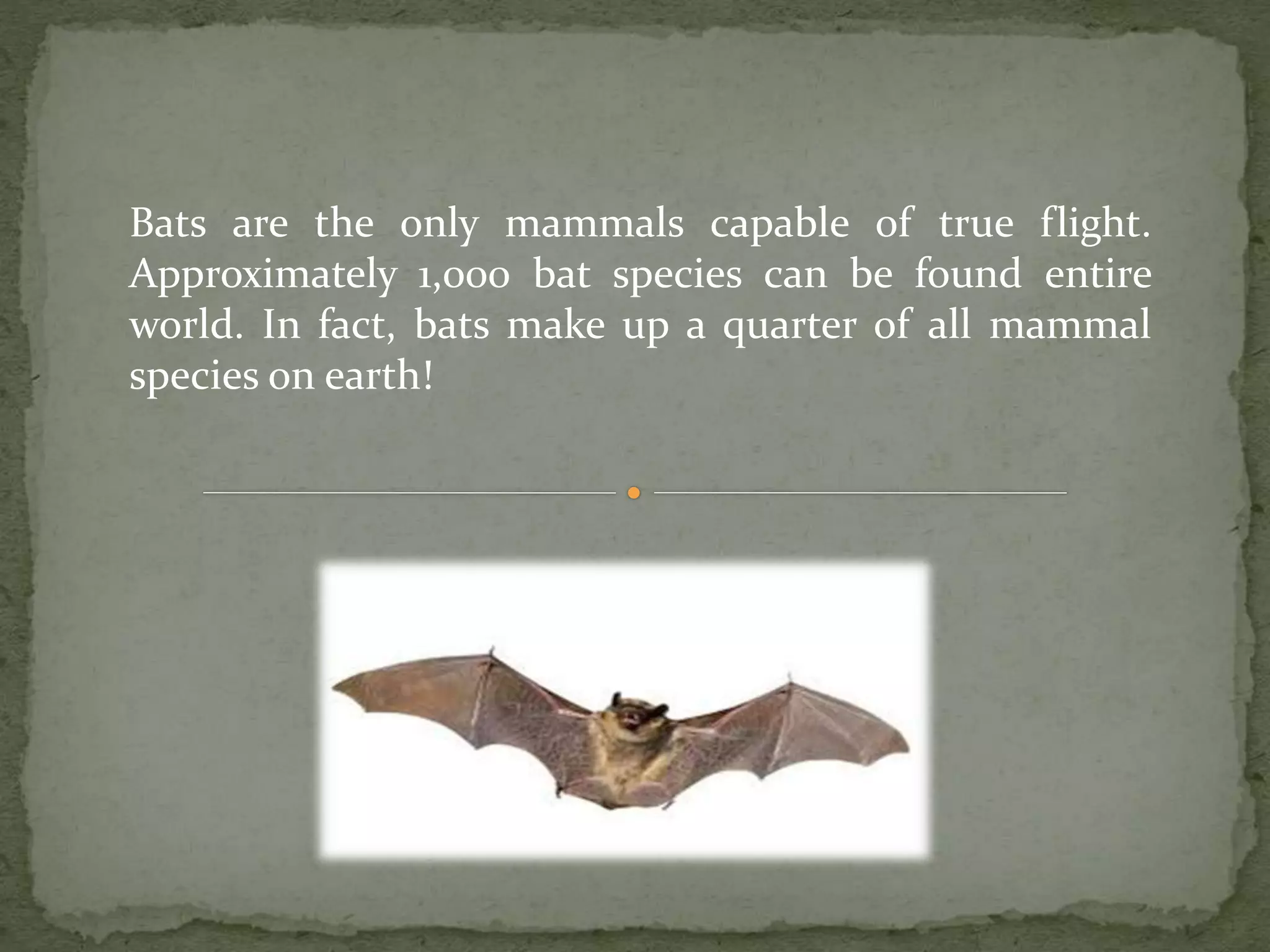Some basic facts about bats | PPT