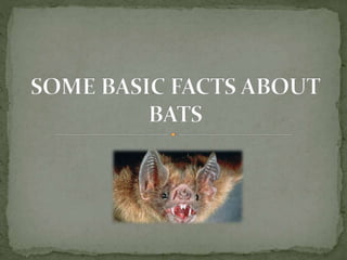 Some basic facts about bats | PPTX