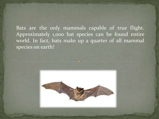 Some basic facts about bats | PPT