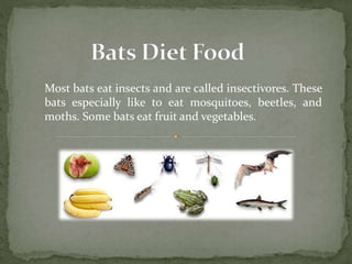 Some basic facts about bats | PPTX