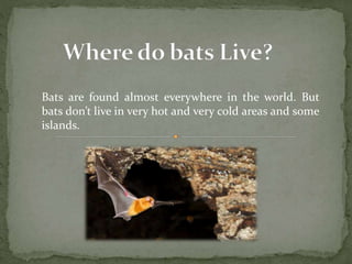 Some basic facts about bats | PPTX