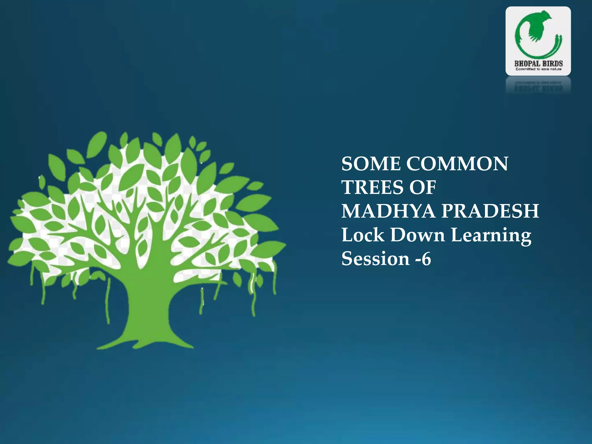 Some common trees of madhya pradesh | PPTX