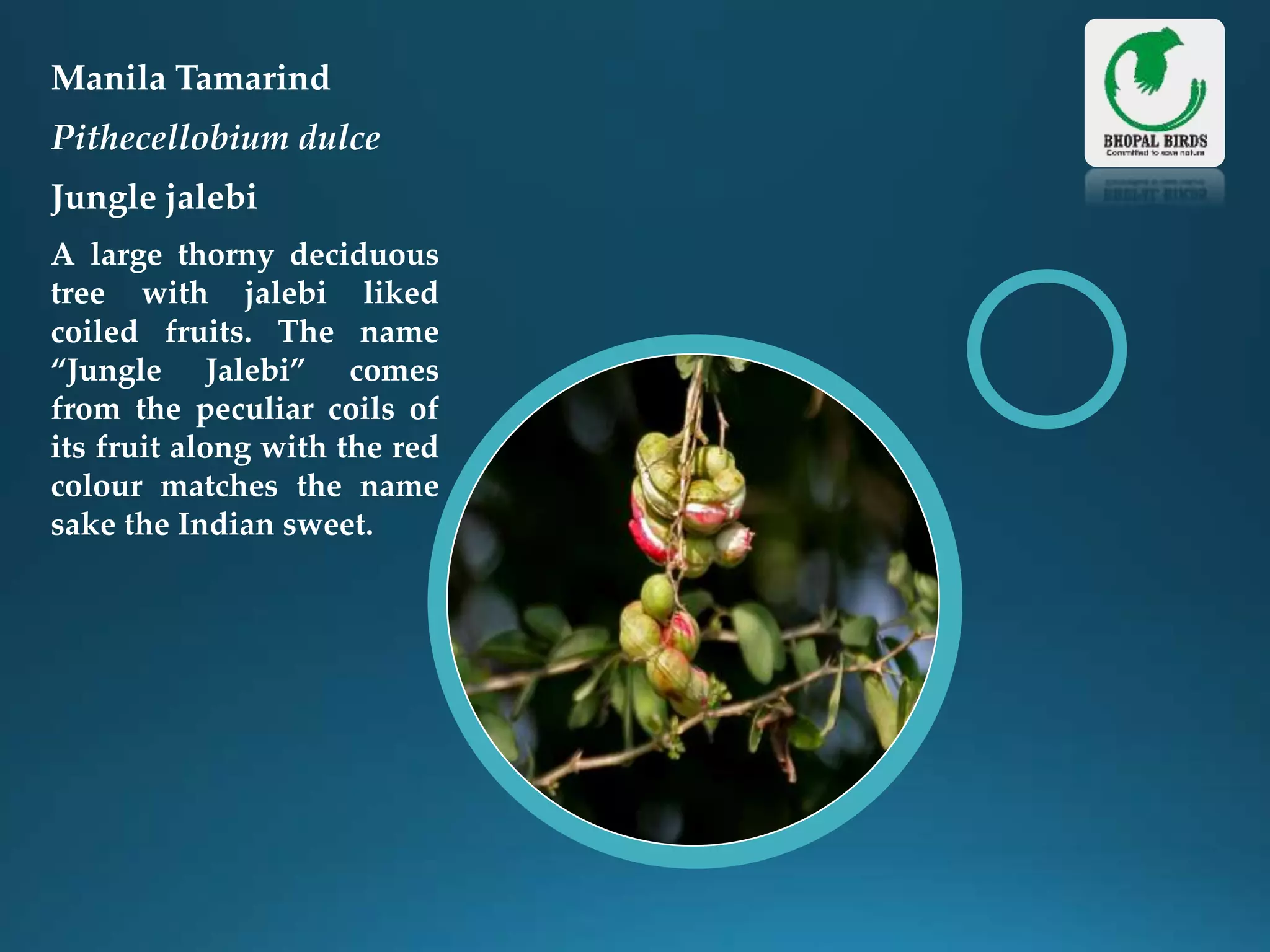 Some common trees of madhya pradesh | PPTX