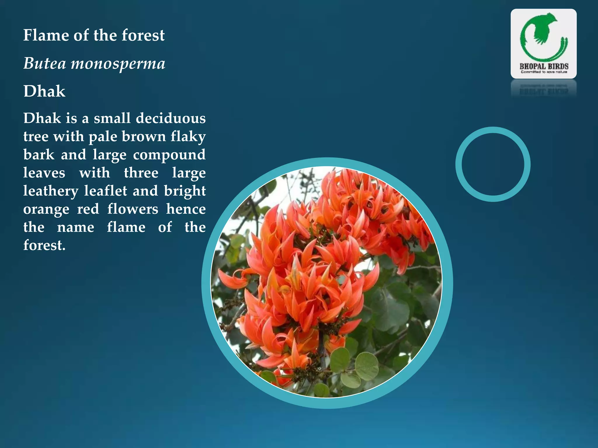 Some common trees of madhya pradesh | PPTX