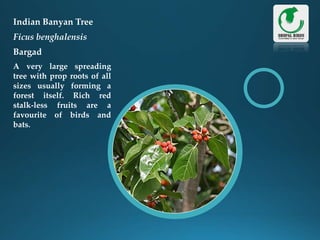 Some common trees of madhya pradesh | PPTX