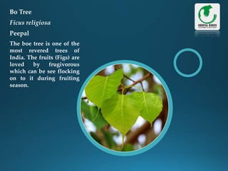 Some common trees of madhya pradesh | PPTX