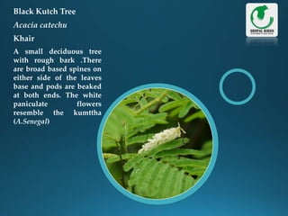 Some common trees of madhya pradesh | PPTX