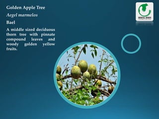 Some common trees of madhya pradesh | PPTX
