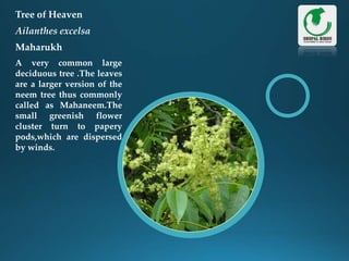 Some common trees of madhya pradesh | PPTX