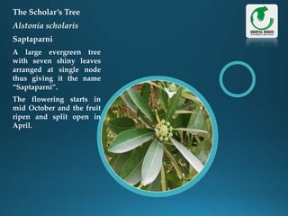 Some common trees of madhya pradesh | PPTX