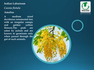 Some common trees of madhya pradesh | PPTX