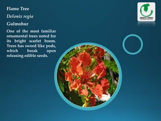 Some common trees of madhya pradesh | PPTX