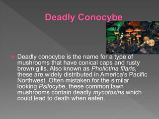 Some deadly poisionous mushroom found in nepal | PPTX