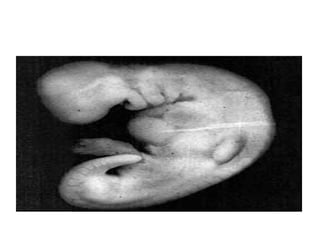 Some evidence for the truth of islam. | PPT